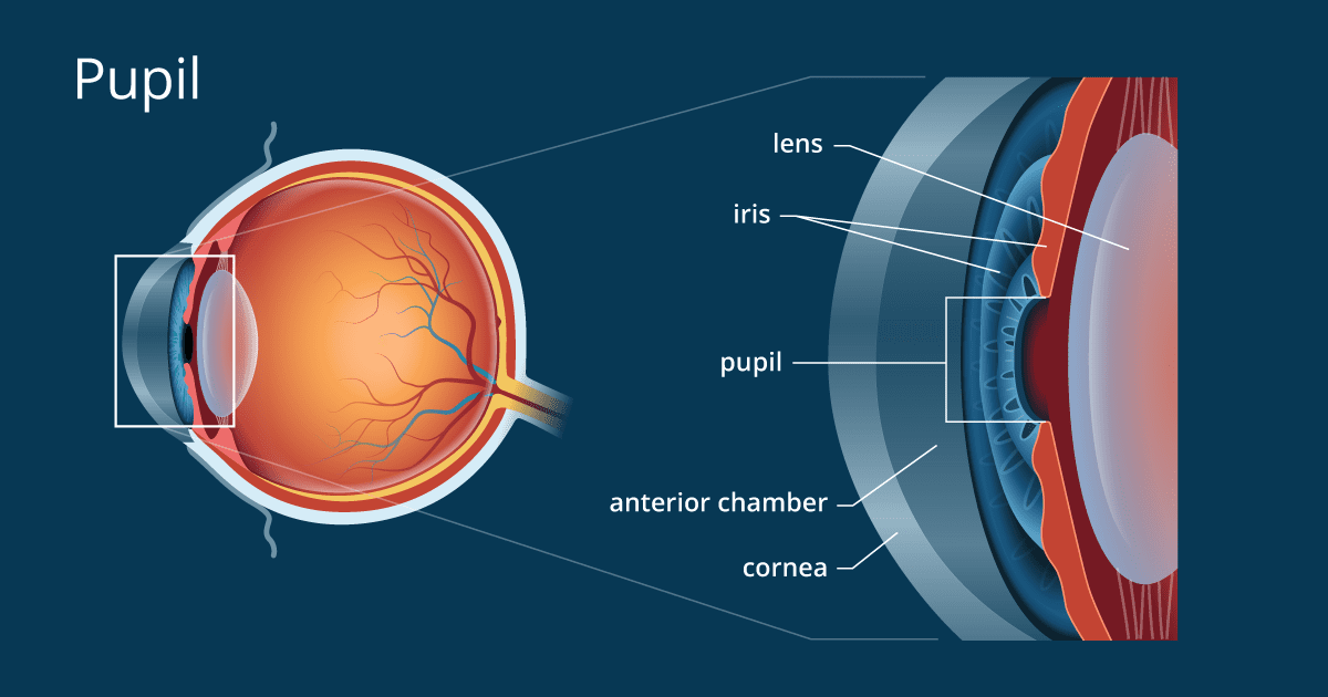 Interesting Facts About The Pupil Plus An Interactive Dilation 